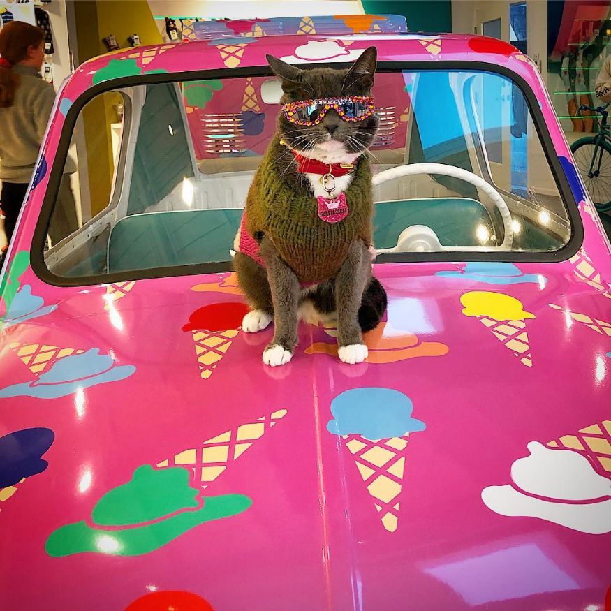 Meet Famous Instagram Cat Bagel Who Owns 600 Pairs of Sunglasses