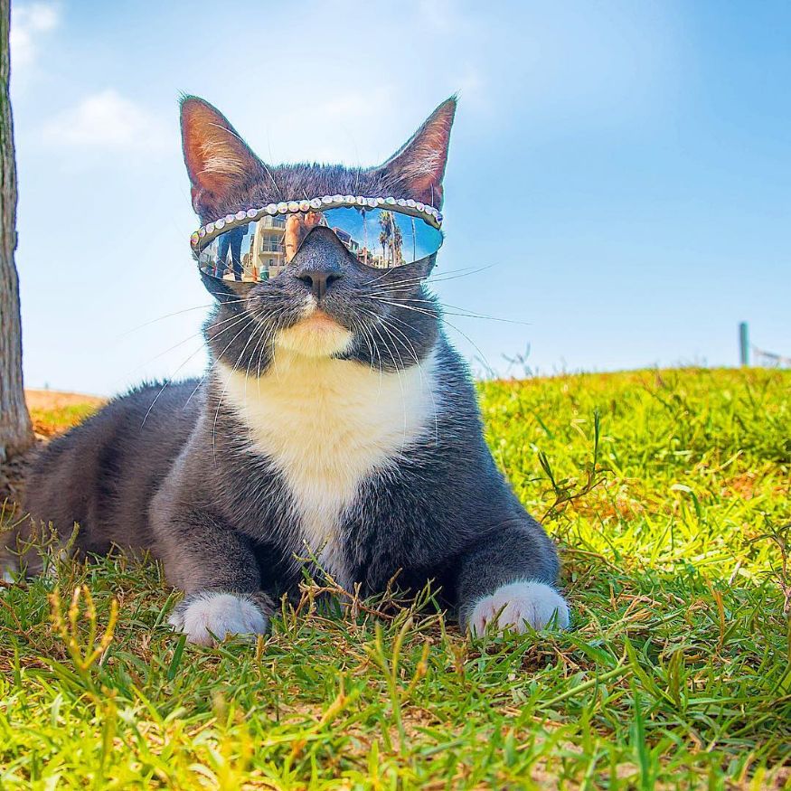 Meet Famous Instagram Cat Bagel Who Owns 600 Pairs of Sunglasses ...