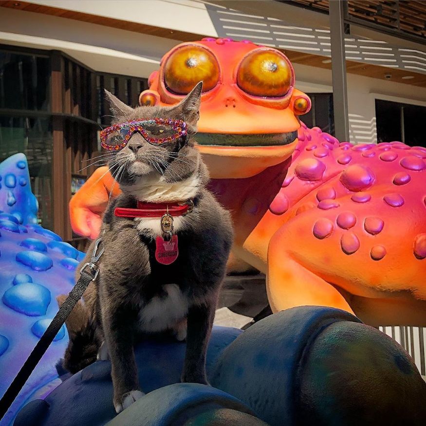 Meet Famous Instagram Cat Bagel Who Owns 600 Pairs of Sunglasses - News18