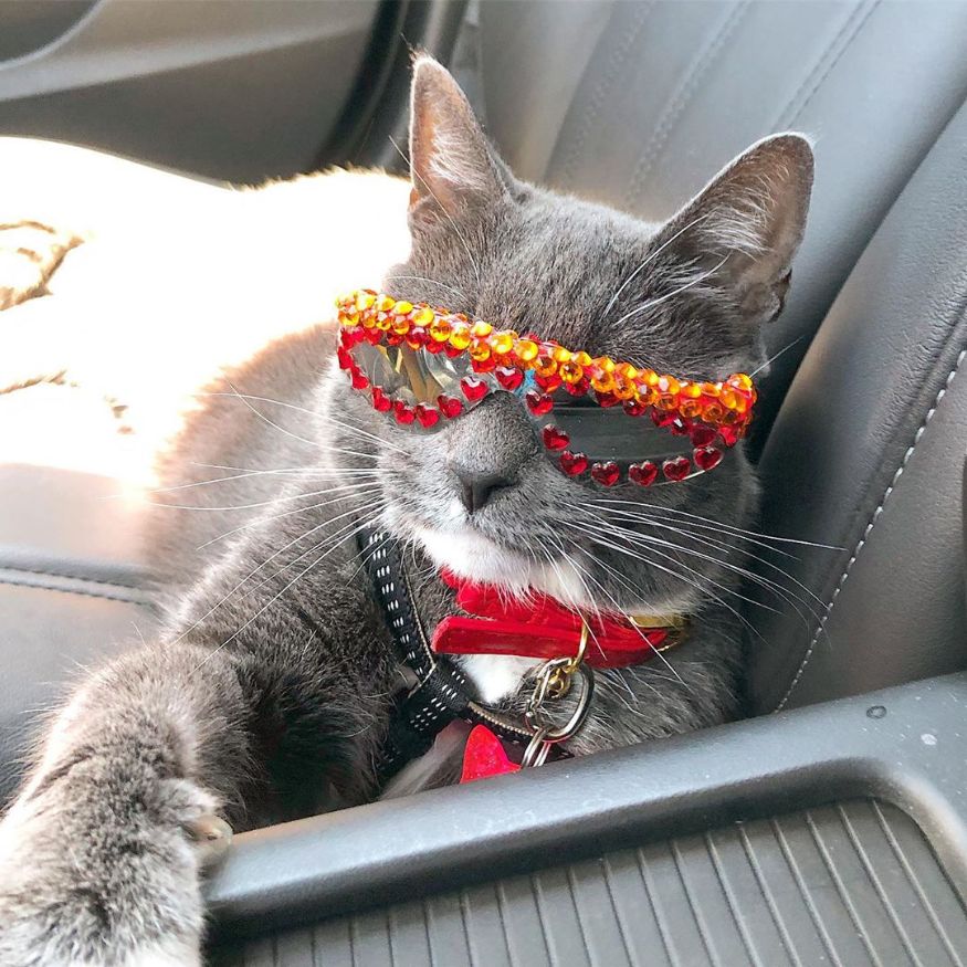 Meet Famous Instagram Cat Bagel Who Owns 600 Pairs of Sunglasses - News18