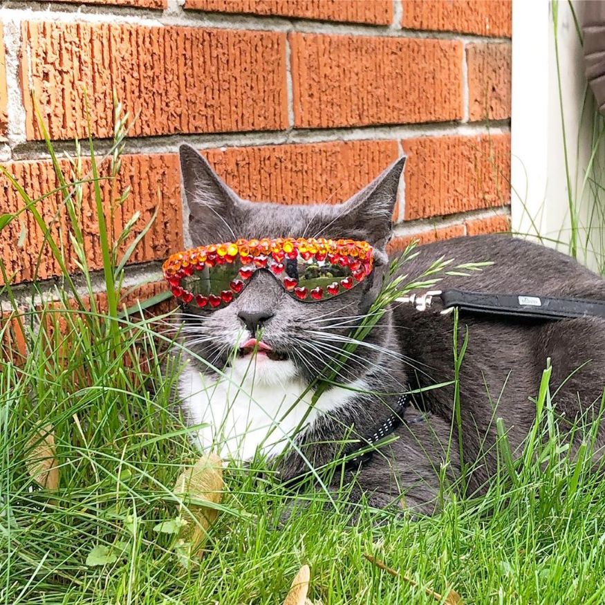 Meet Famous Instagram Cat Bagel Who Owns 600 Pairs of Sunglasses - News18