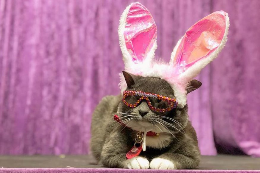 Meet Famous Instagram Cat Bagel Who Owns 600 Pairs of Sunglasses - News18