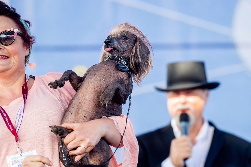 PHOTOS: World's Ugliest Dog Contest 2019 in California - News18
