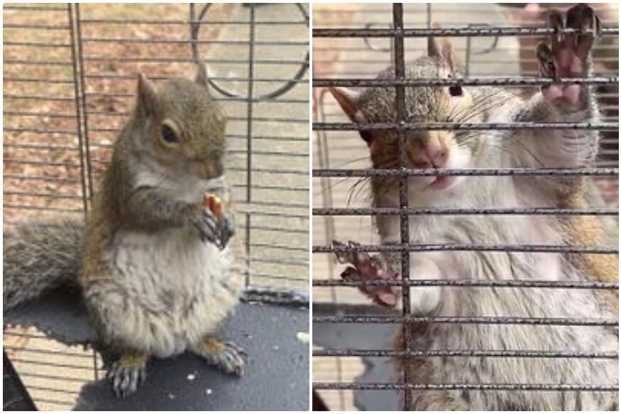 US Man Suspected of Feeding Meth to Keep Illegally Kept ‘Attack ...