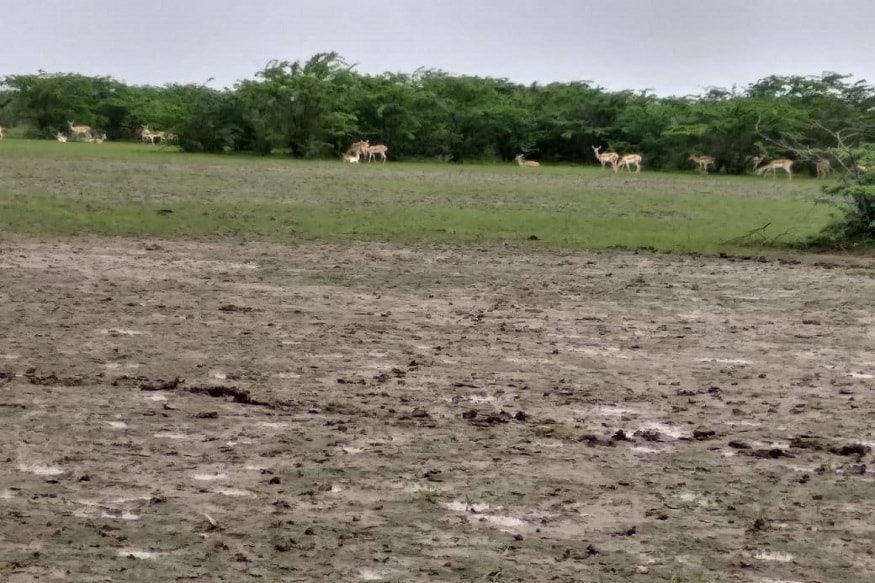 Five More Blackbucks Found Dead Near Flooded National Park in Gujarat ...