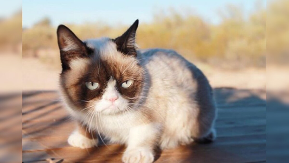 International Cat Day 2019: Here are 5 of the Internet's Most Famous ...