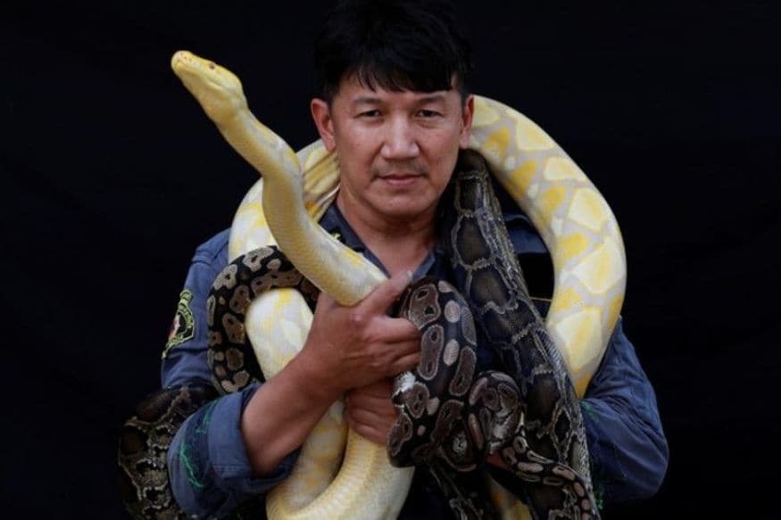 'Self Styled' Snake Wrangler Catches 16-foot Python with Bare Hands ...