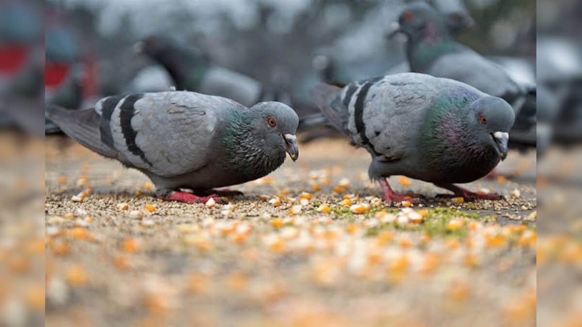 The 'Hair-Raising' Reason Why Pigeons Lose Their Toes - News18