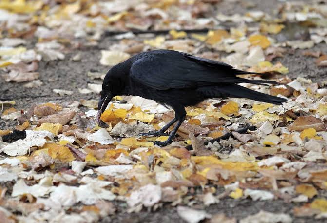 Not Just Humans, Crows Also Behave More Optimistically After Using ...