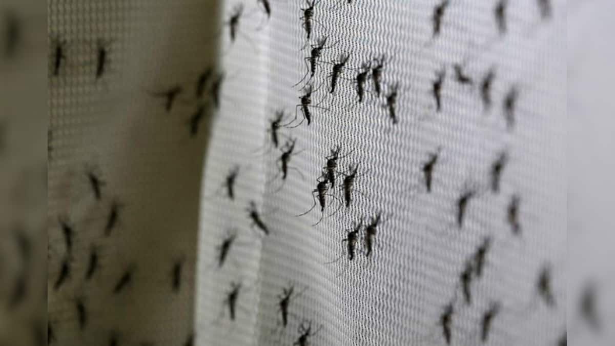 Larvae of Dengue Mosquito Found Breeding in 1,200 Surat Houses in Six ...