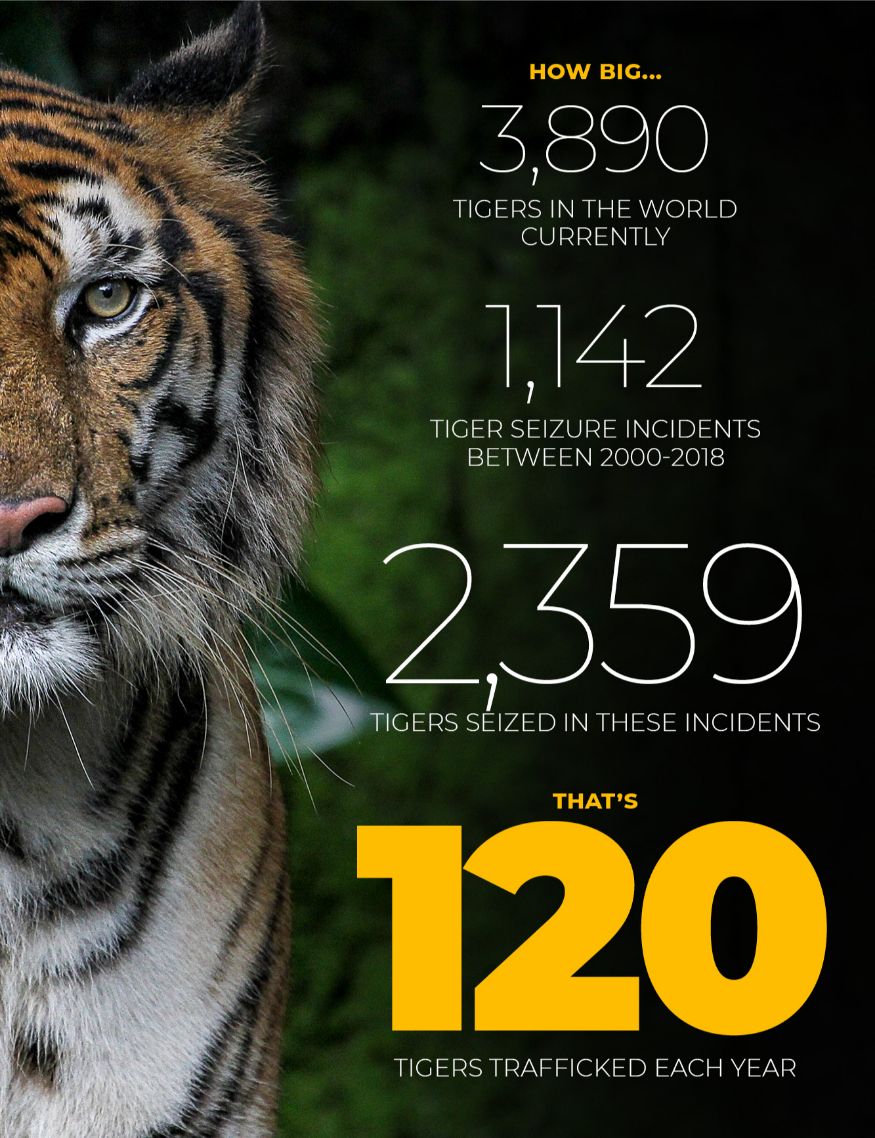 Why We Should Fear For Tigers: A Peek Into The Dark World of Illegal ...