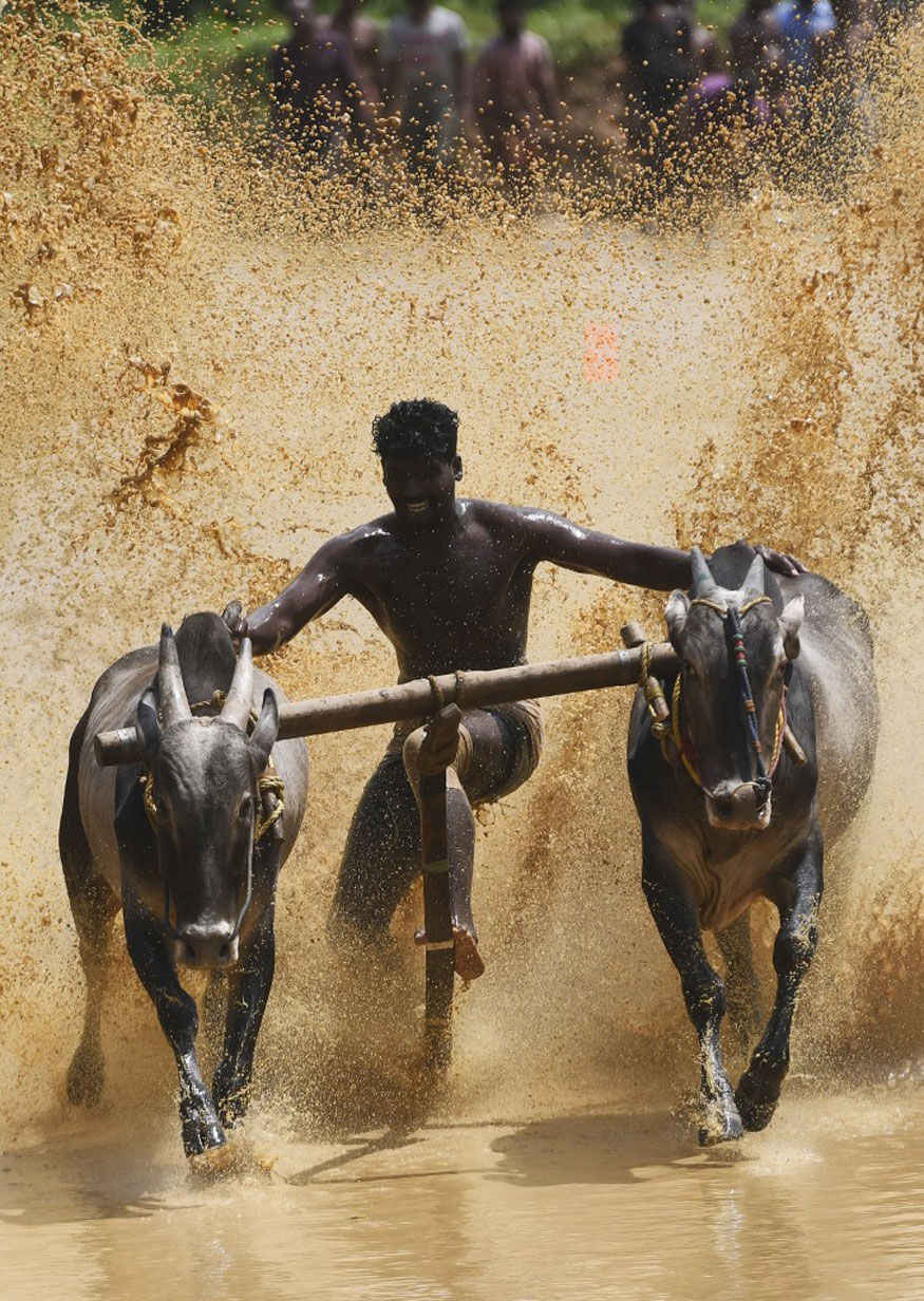 Kalapoottu Bull-running Festival in Kerala - See Photos - Photogallery