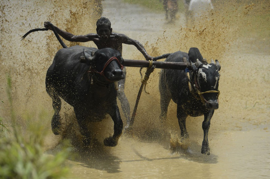 Kalapoottu Bull-running Festival in Kerala - See Photos