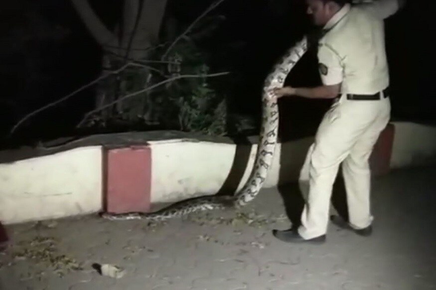 In Mumbais Bandra A Python Came For Darshan At Ganesh Chaturthi 2213