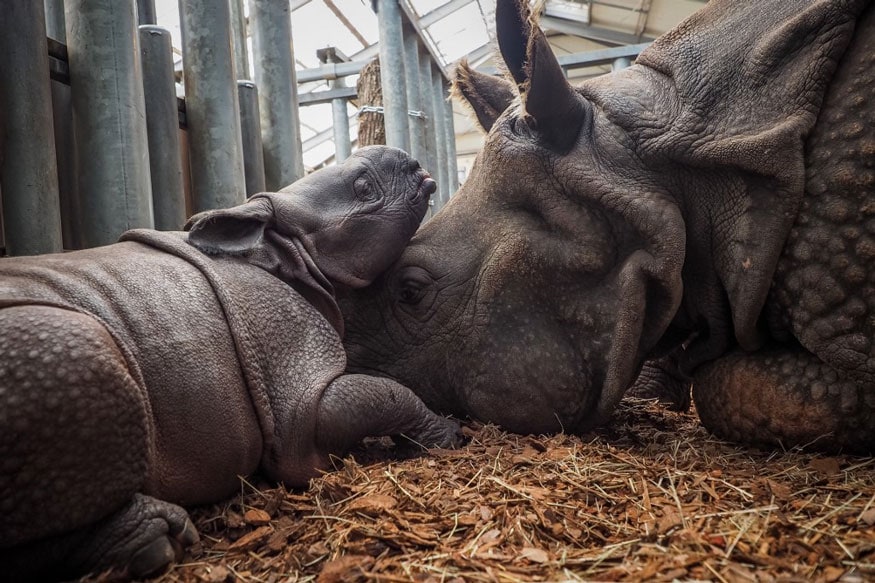 Albino Pygmy Rhino