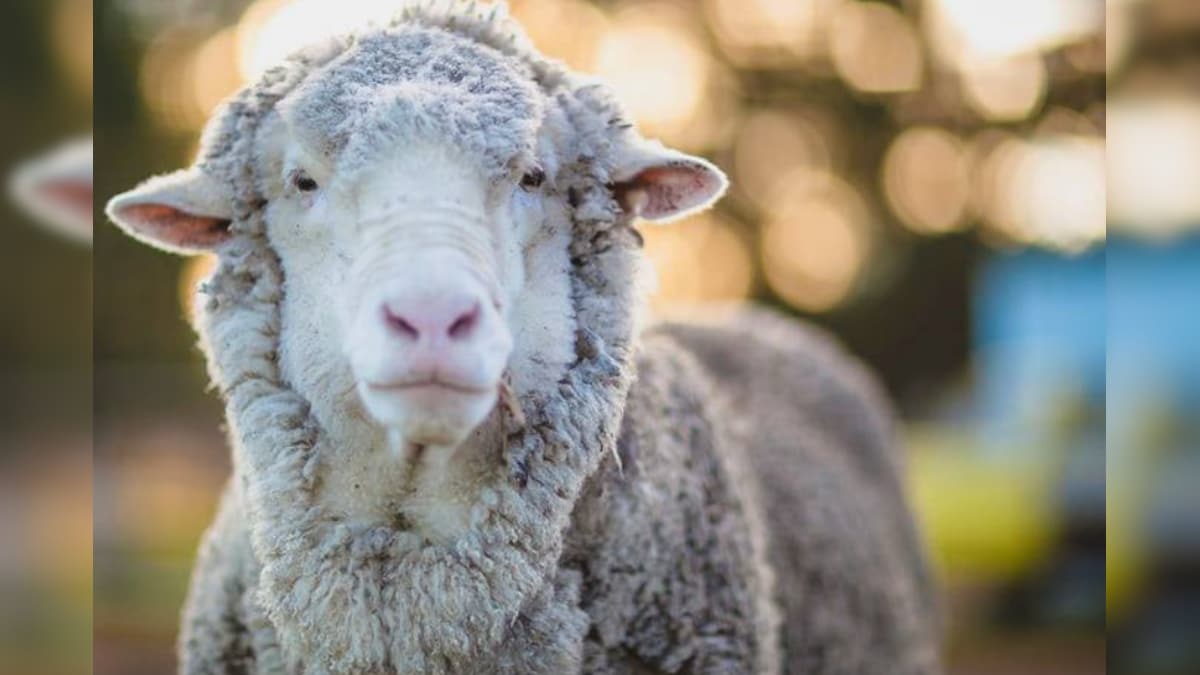 Chris the Sheep, Famous for World Record Fleece, Dies in Australia - News18
