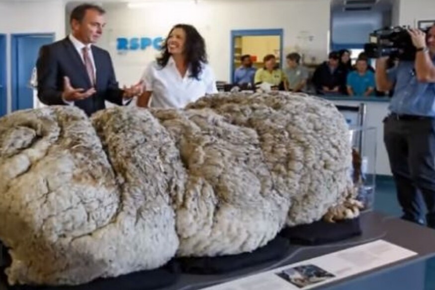 Sheep That Set a World Record For Being the Wooliest Has Passed Away