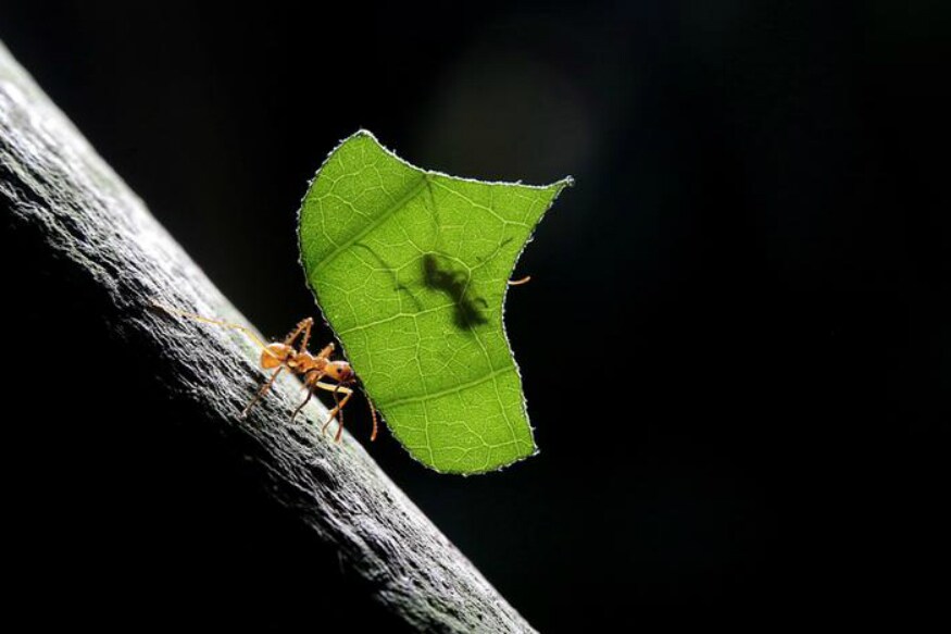 World's Fastest Ant Clocks One Metre Per Second Even Across Desert ...