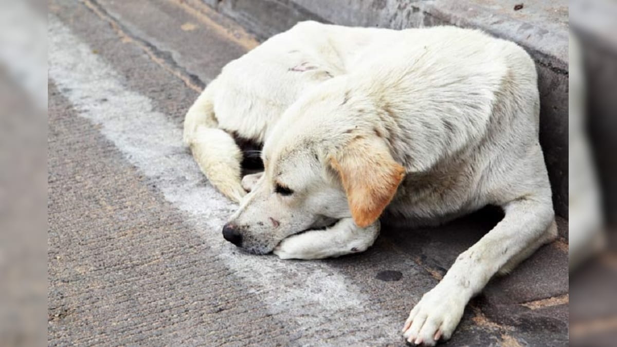 South Delhi Stray Dogs to Don Collars, be Vaccinated as Civic Body ...