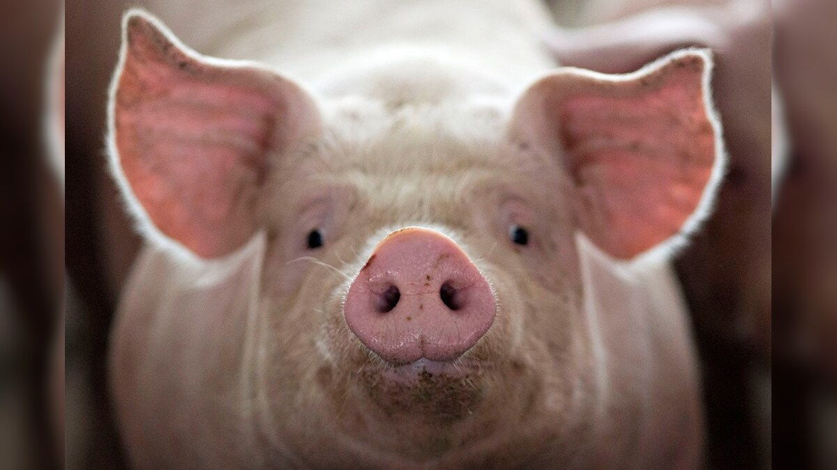 Scientists Mix Pig and Human Genes to Create Hybrid 'Skin' That Can ...