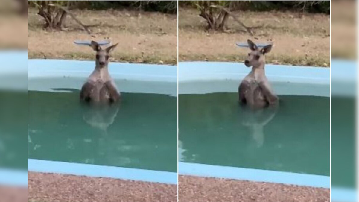 Photo Showing Kangaroo Sitting In Swimming Pool During Australia ...