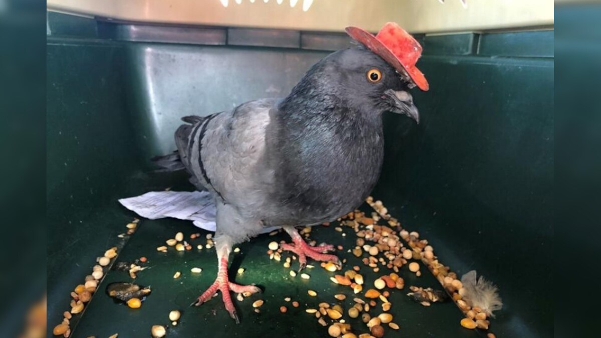 Rescue Team Finally Captures Mysterious 'Cowboy' Pigeon and Removes Its Hat