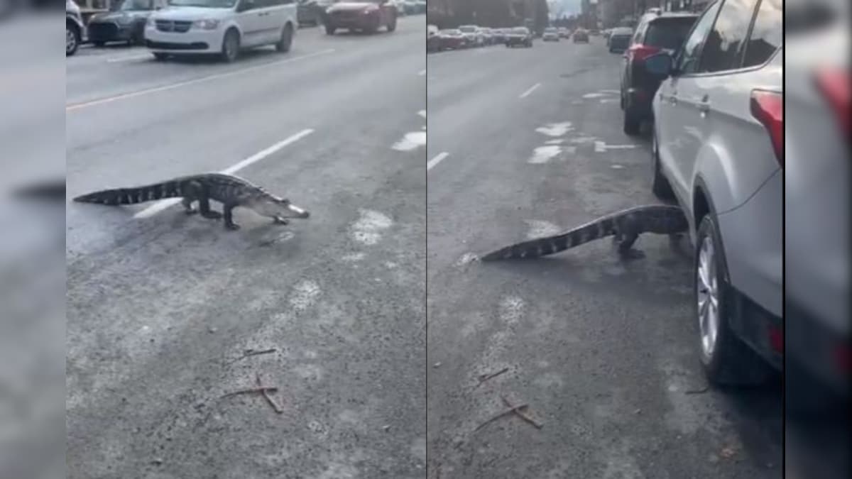 Watch: Escaping Alligator Calmly Crosses a Busy Street and Walks Right ...