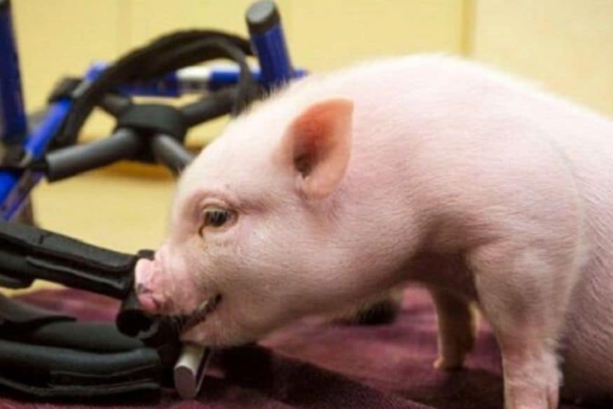 Monkey-Pig Hybrids Created By Chinese Scientists Die Within a Week