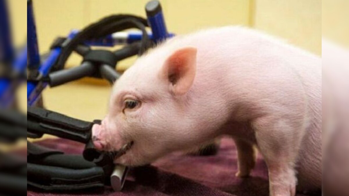 Monkey-Pig Hybrids Created By Chinese Scientists Die Within a Week - News18