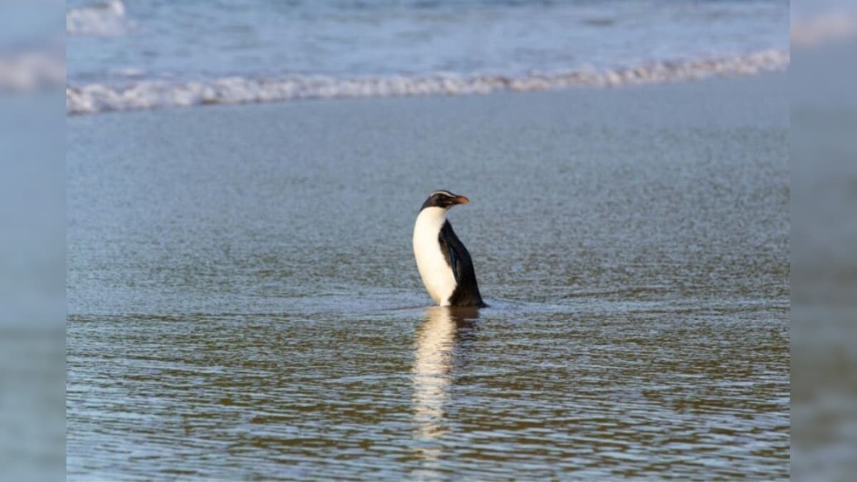 Penguin Fossil Shows the Bird Used to Fly Before Dinosaurs Became ...