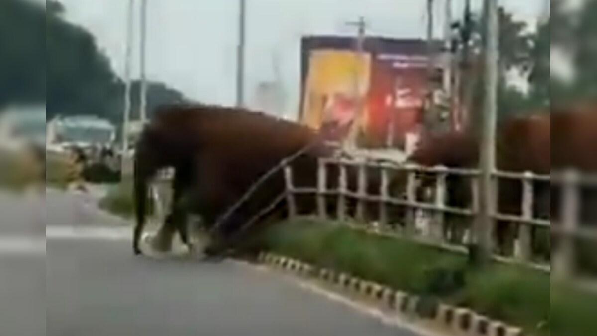 WATCH: Elephant Matriarch Clears Coimbatore Highway Divider for Family ...