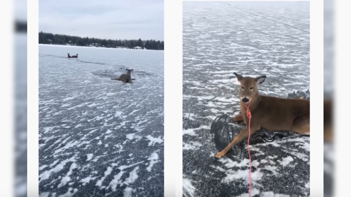 WATCH: Ice Skater Risks Life to Save a Family of Deer Stuck in Frozen ...