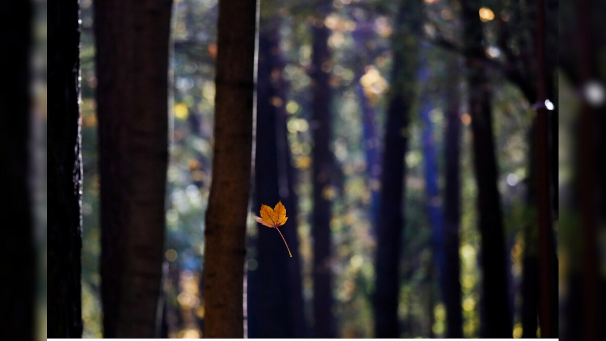 Scientists Discover World's Oldest Forest, May Help Understand Link to ...