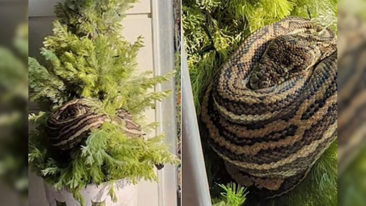 'A Bit of Shock': Woman Finds 10-Foot 'Lovely Python' Coiled around Her ...