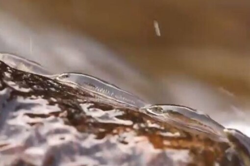 Watch: This Video of Fish Swimming Upstream is All the Motivation You ...