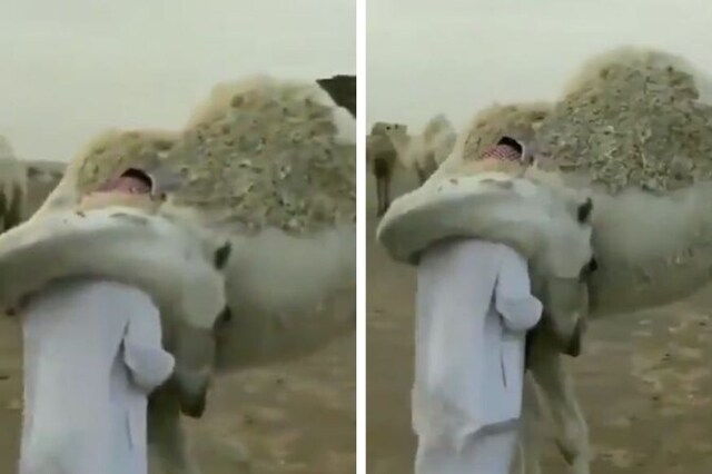 Heartwarming Video Shows Camel Hugging Man Who Had Been Away From His ...