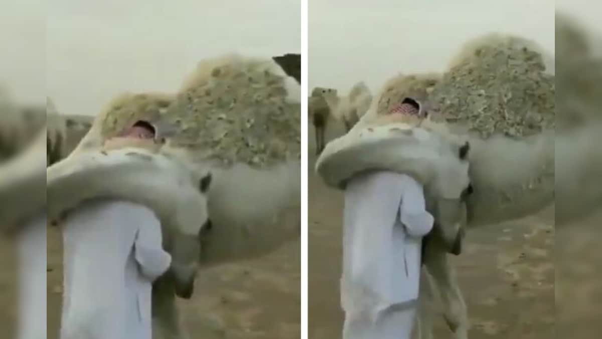 Heartwarming Video Shows Camel Hugging Man Who Had Been Away From His ...
