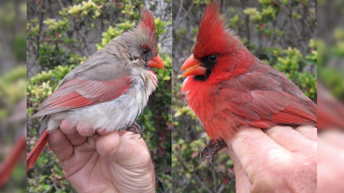 Rare Intersex Songbird is Winning the Internet with Its Queer Feathers ...