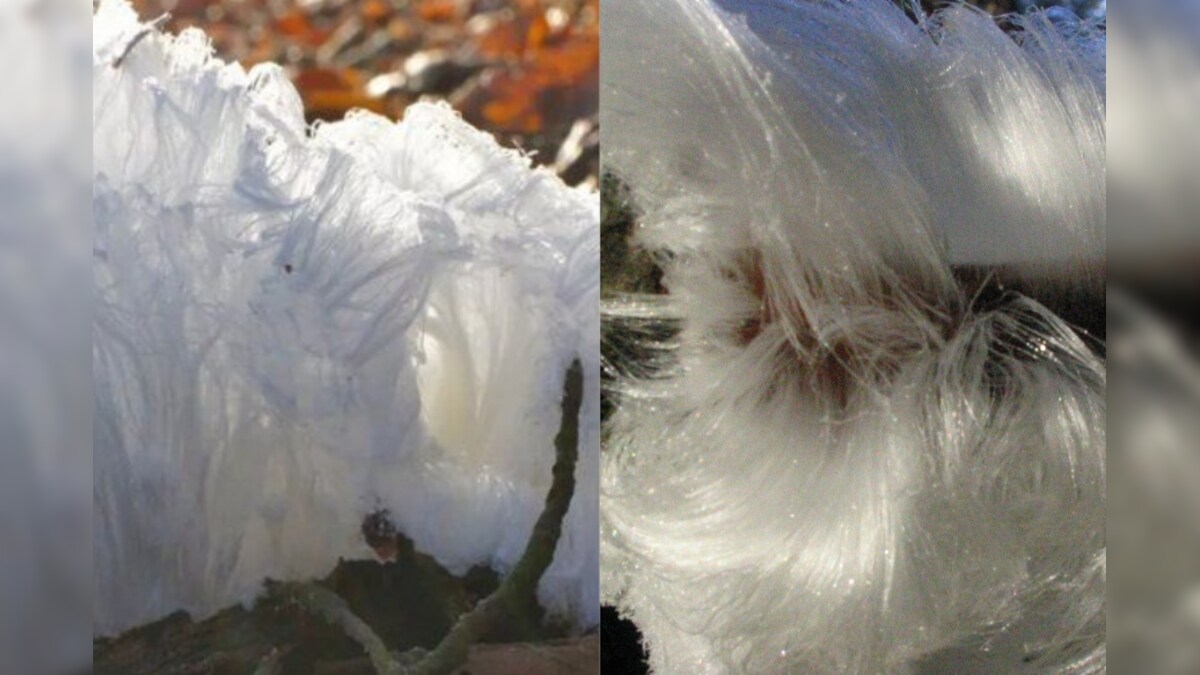 Scientists Finally Confirm the Presence of 'Mysterious' Hair Ice and How it Develops - News18