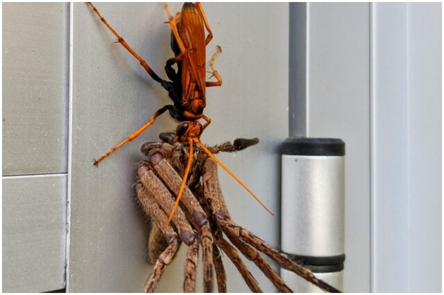 Only in Australia: Tarantula Hawk Spider Dragging Giant Huntsman Spider ...