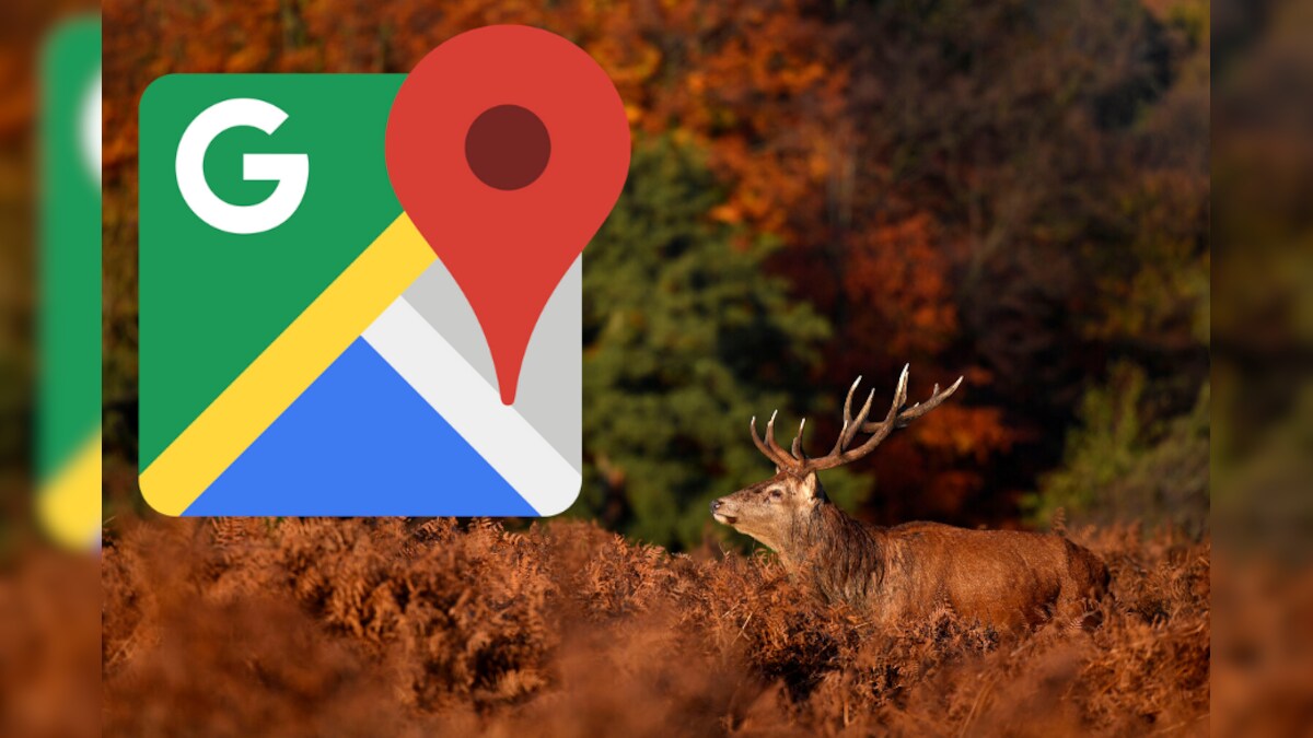 Google’s New AI Tool to Help Conservationists Track Wildlife