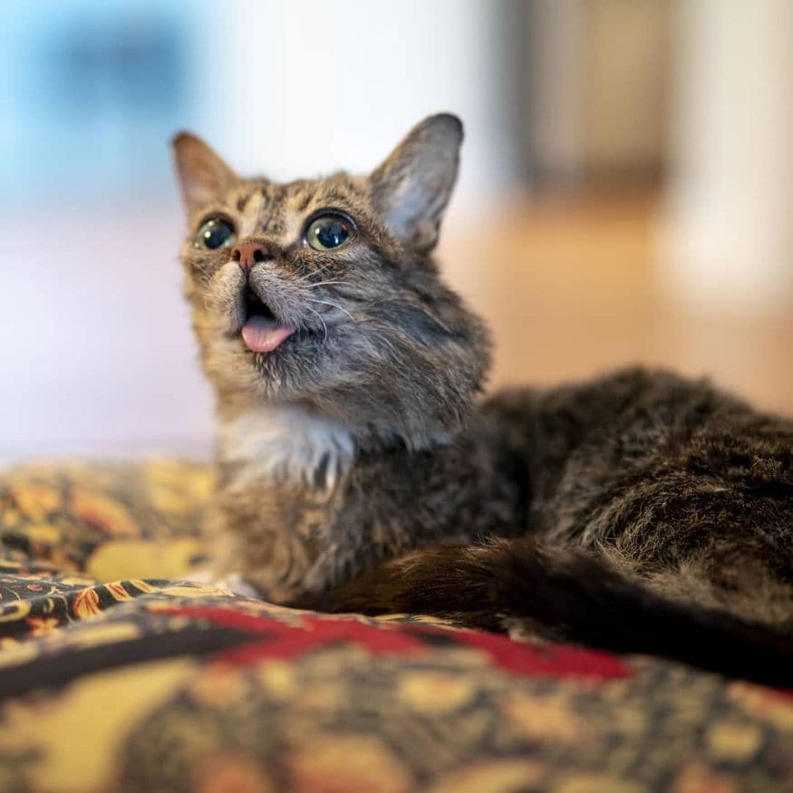 Instagram Celebrity Cat Lil Bub Dies at the Age of 8 - News18
