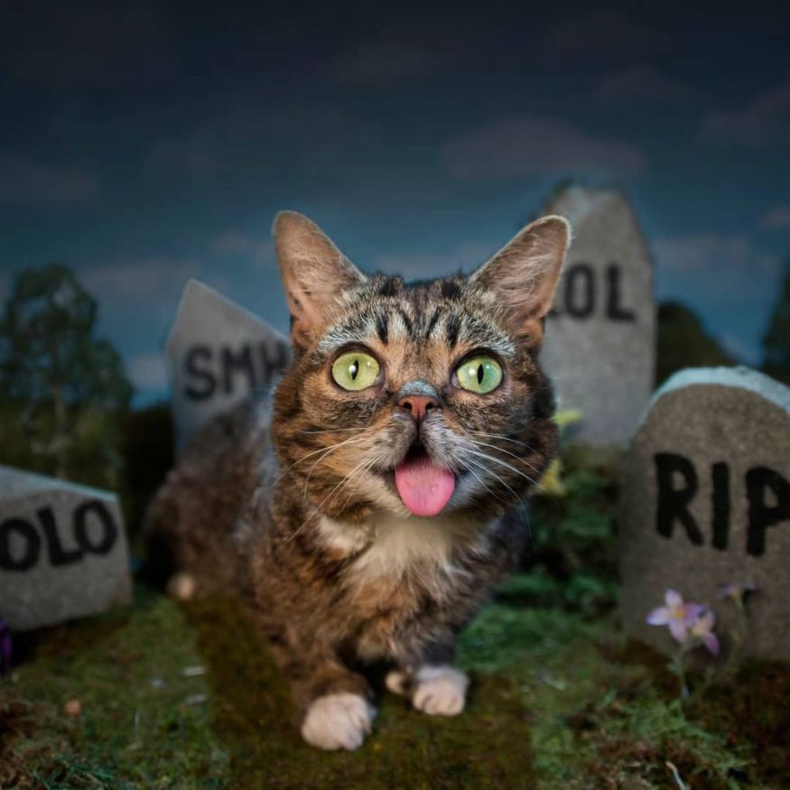 Instagram Celebrity Cat Lil Bub Dies at the Age of 8 - News18
