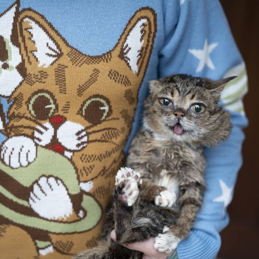 Instagram Celebrity Cat Lil Bub Dies at the Age of 8 - News18