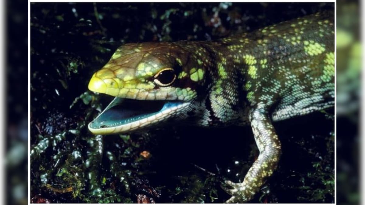 Prehistoric Lizard That Lived 300 Million Years Ago Could be Earliest ...