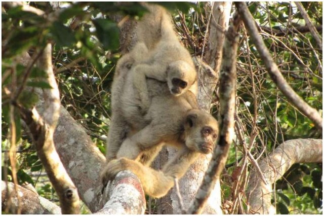 Scientists Find Previously Undiscovered Subspecies of 'Titi' Monkeys ...