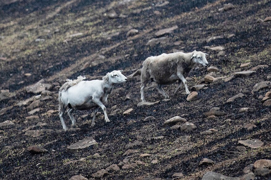 In Pictures: Animals Affected by Bushfires in Australia - News18