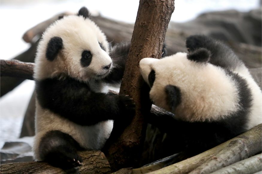 Berlin Zoo Prepares Twin Panda Cubs for Their Big Day Out - News18