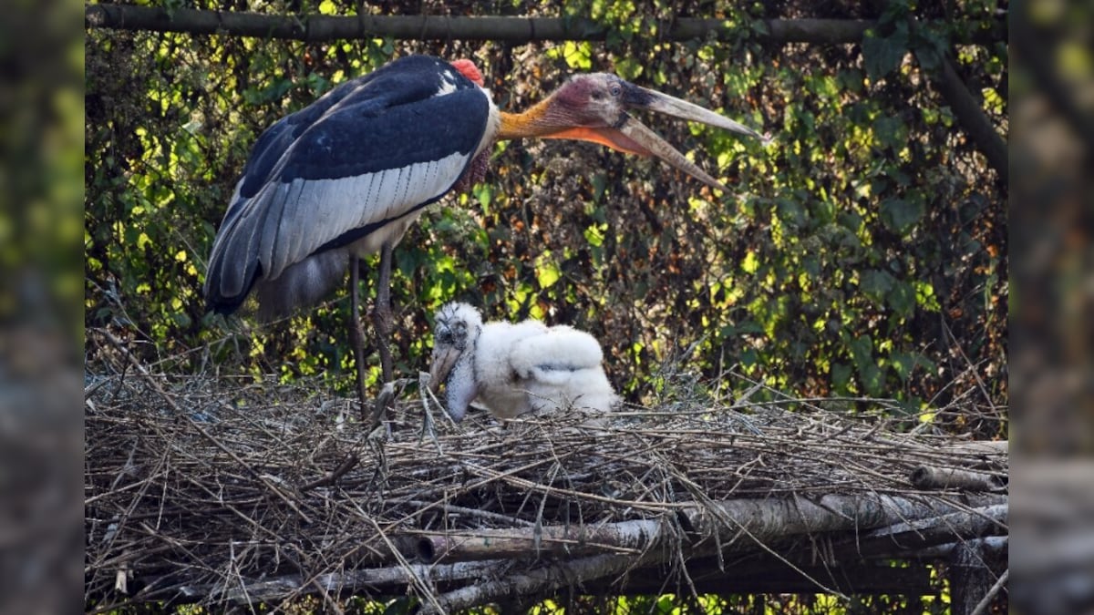Once Shunned For Being 'Messy,' These Endangered Storks are Being ...
