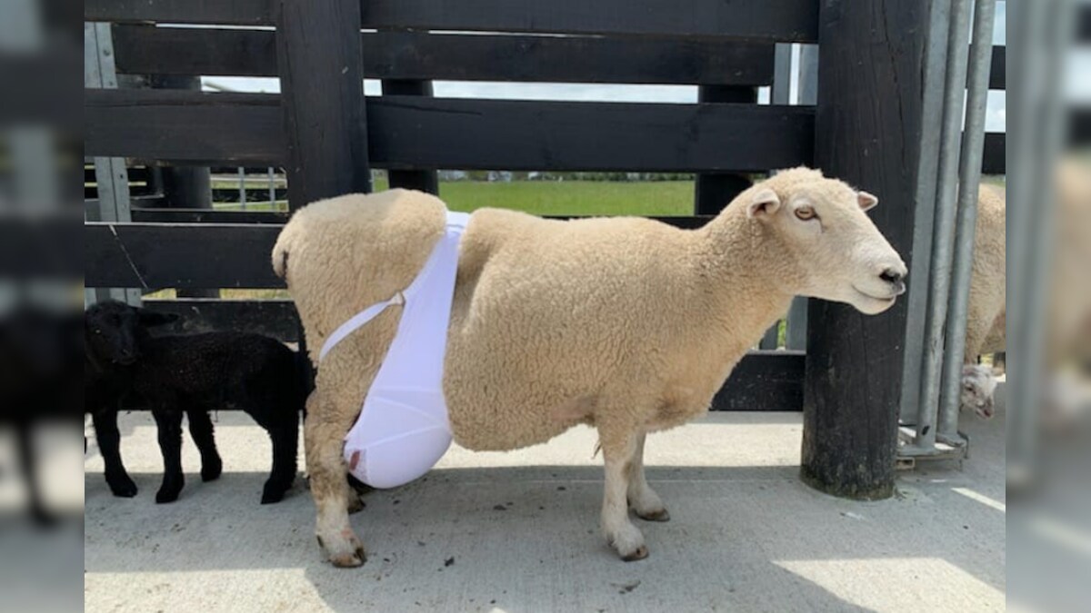 A Photo of Sheep in Bra Has Caught the Fancy of the Internet. Here's Why